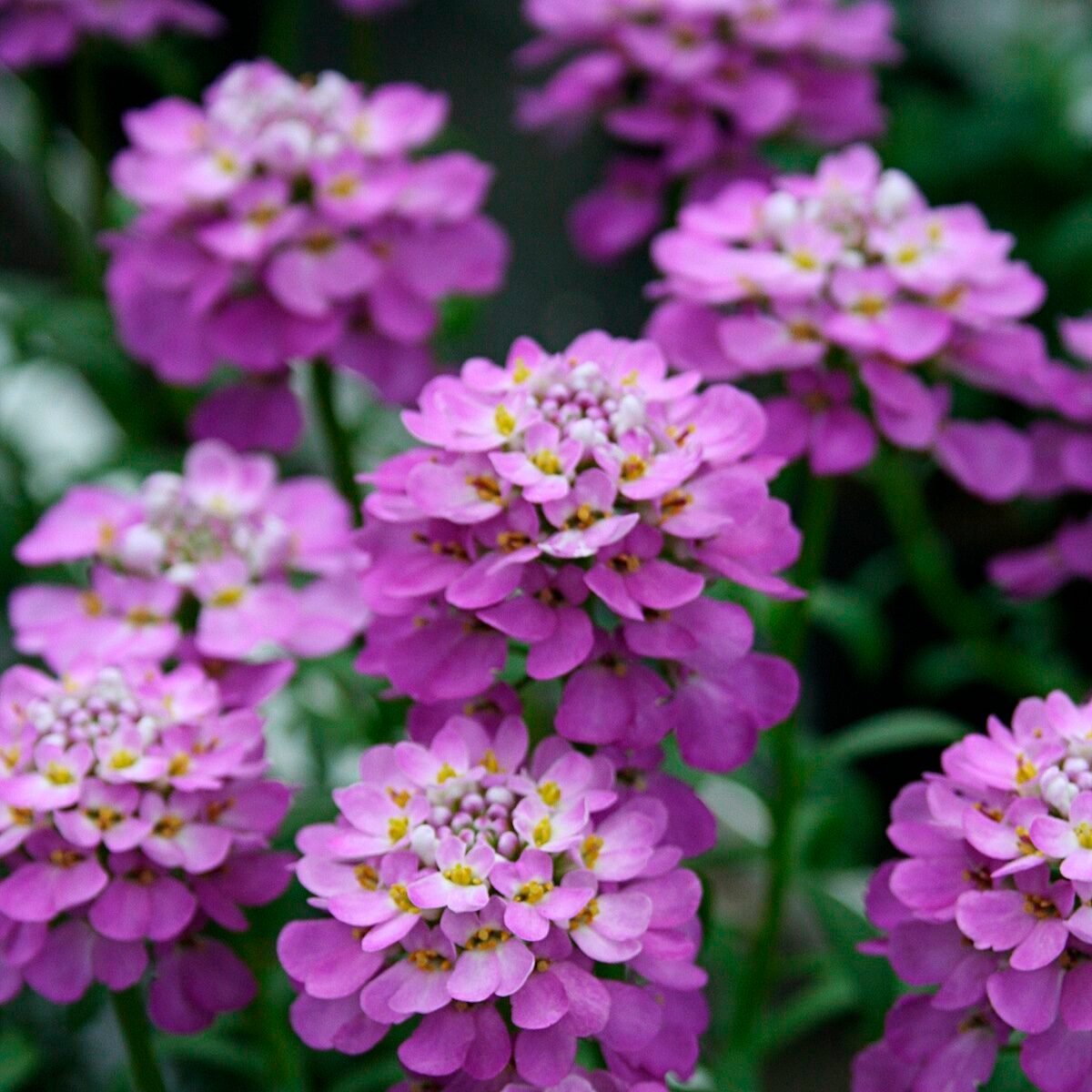 Candytuft (Iberis) care and growing tips