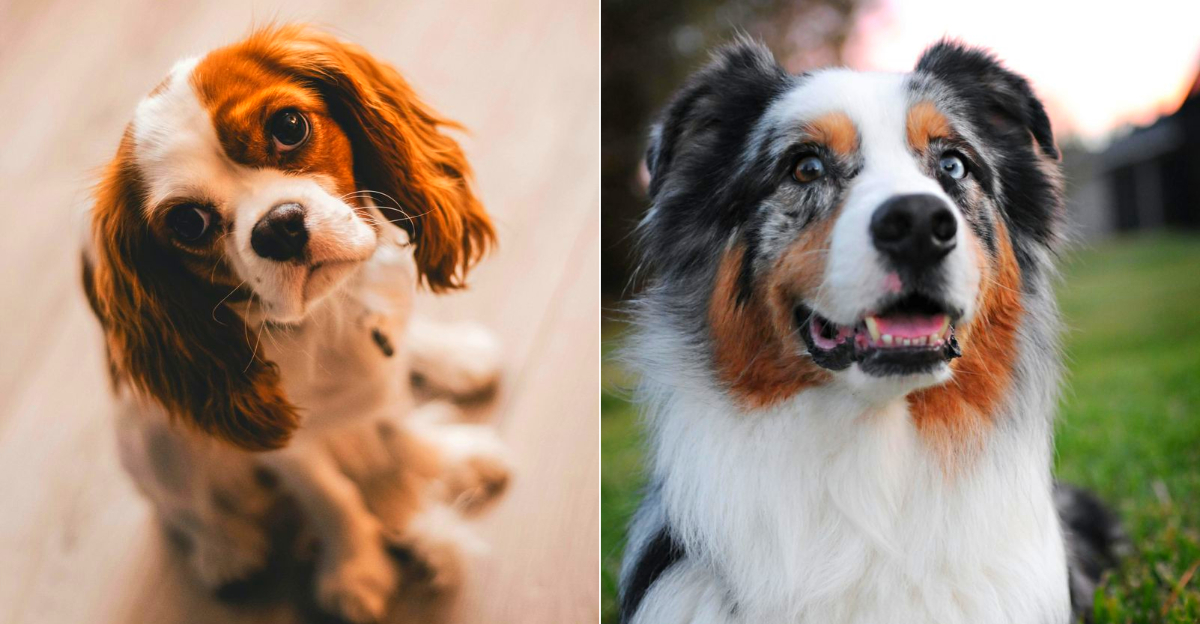 13 dog breeds that I would definitely get for my family