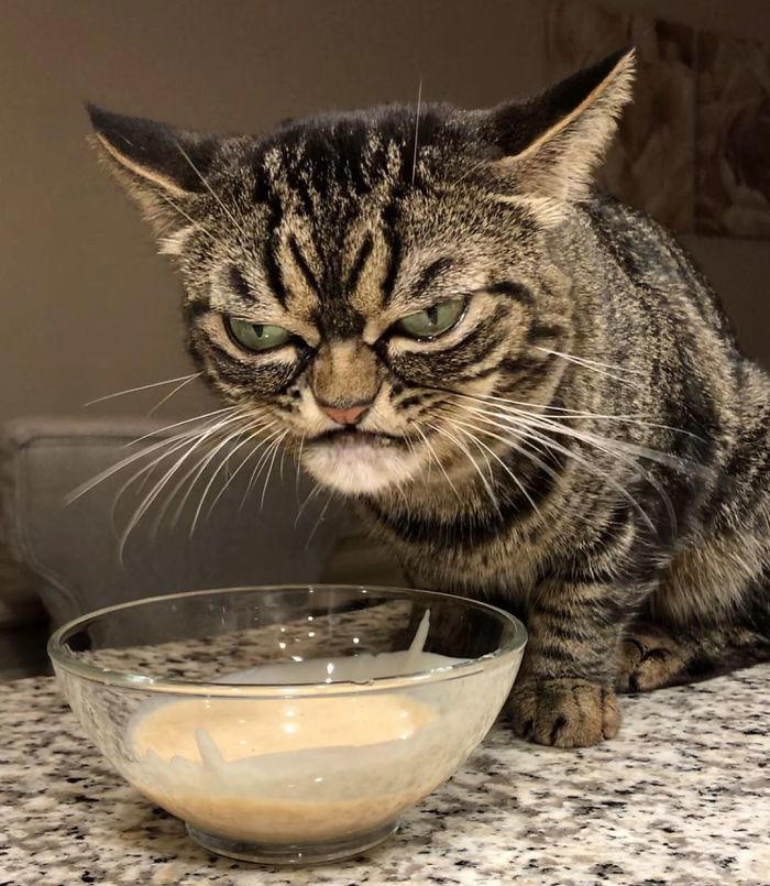 Meet the new grumpy cat called Kitzia that looks even angrier than her ...