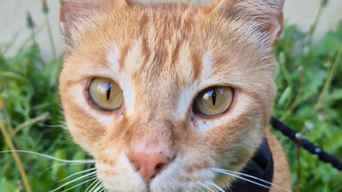 7 señales de que tu gato te aprecia y te está diciendo gracias