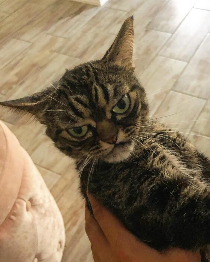 Meet the new grumpy cat called Kitzia that looks even angrier than her ...