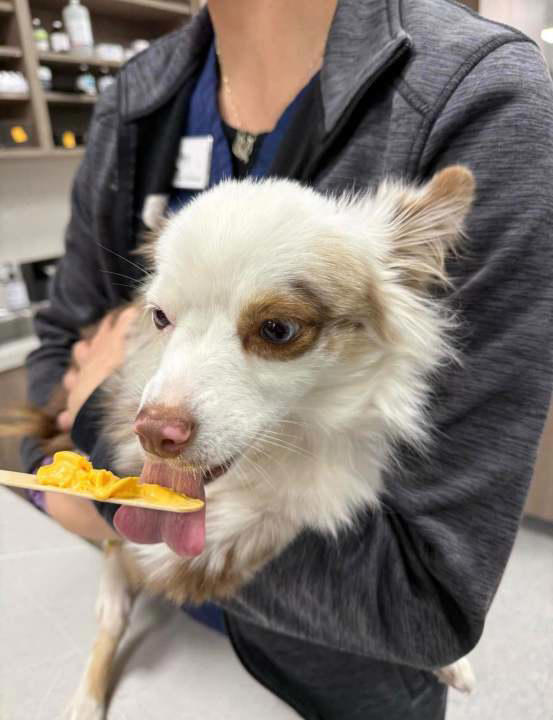 Caledonia vet clinic hosts holiday open house for pets