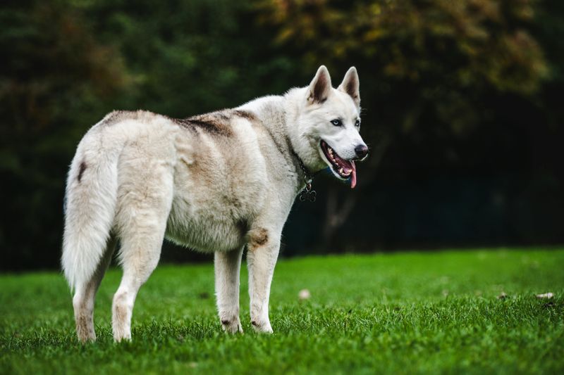These 14 dogs are regularly topping the lists of worst behaved breeds ever