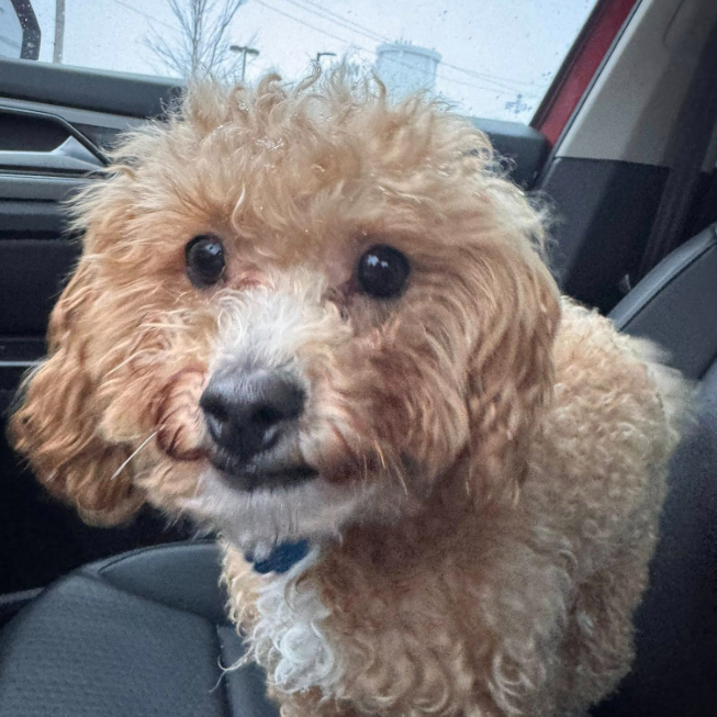 Man searching for dog stolen from downtown SUV
