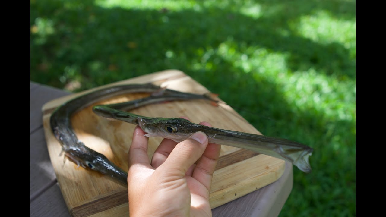 How to fillet weird fish