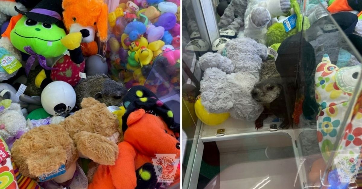 Live groundhog rescued from claw machine where it was snuggled up ...