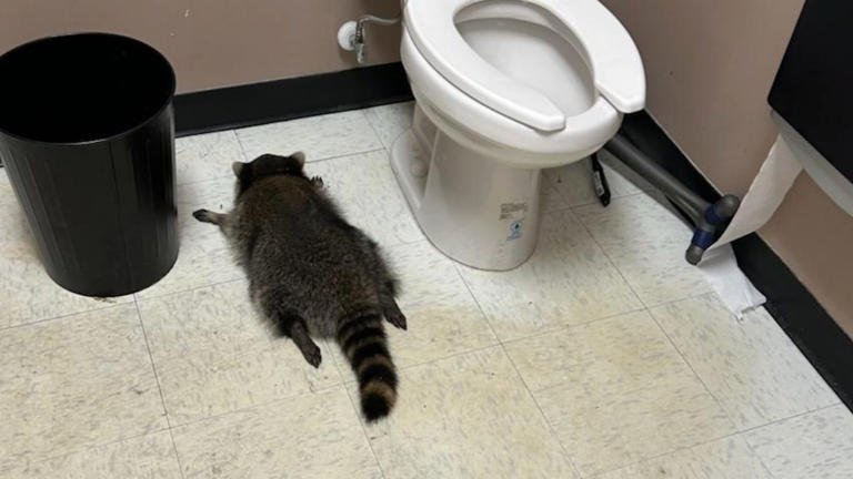 Drunk raccoon inspires merch, raises $150K for Virginia animal shelter