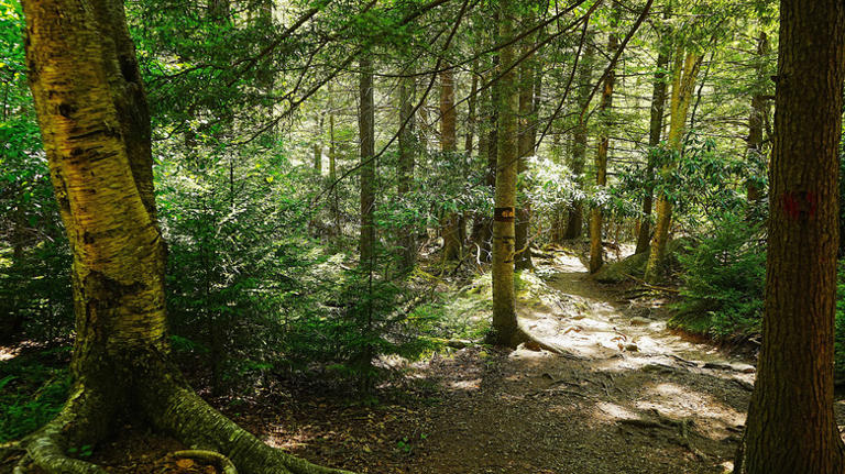 West Virginia's scenic byway is a secret route through hidden hollows ...
