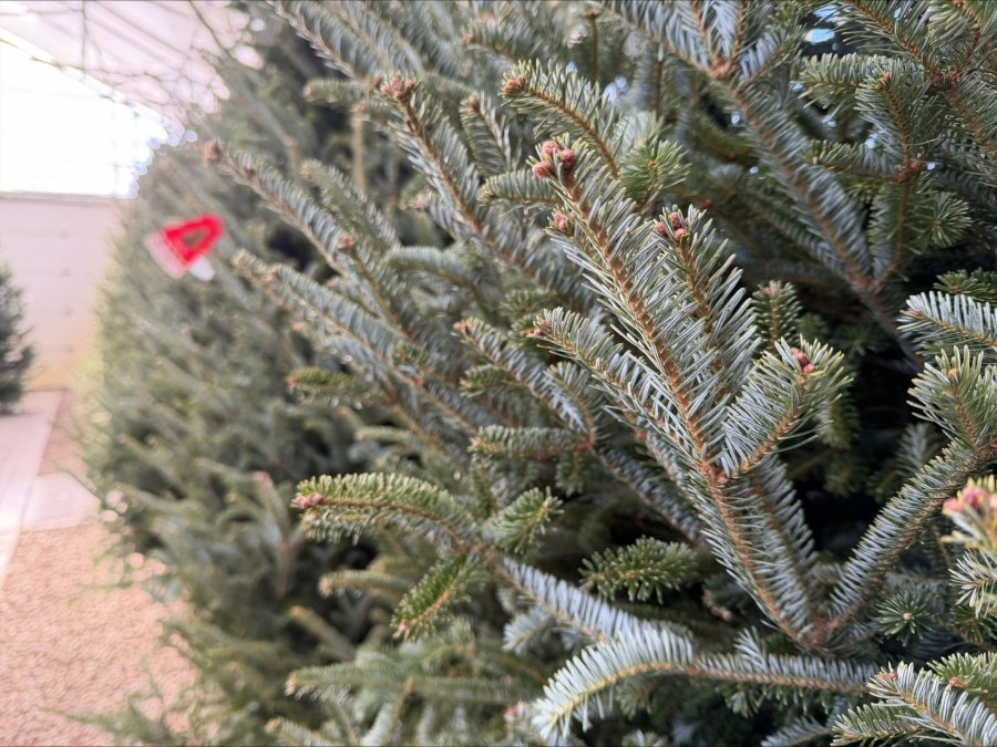 Christmas tree recycling program returns to Allen County