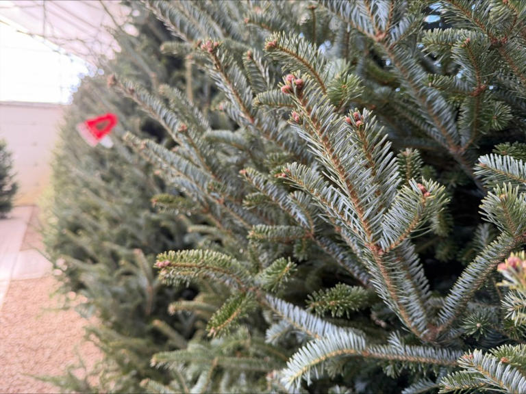 Christmas tree recycling program returns to Allen County