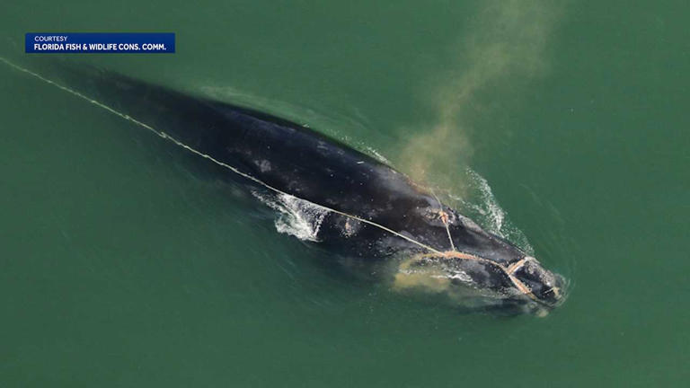 Endangered right whale found entangled off Georgia coast now under watch