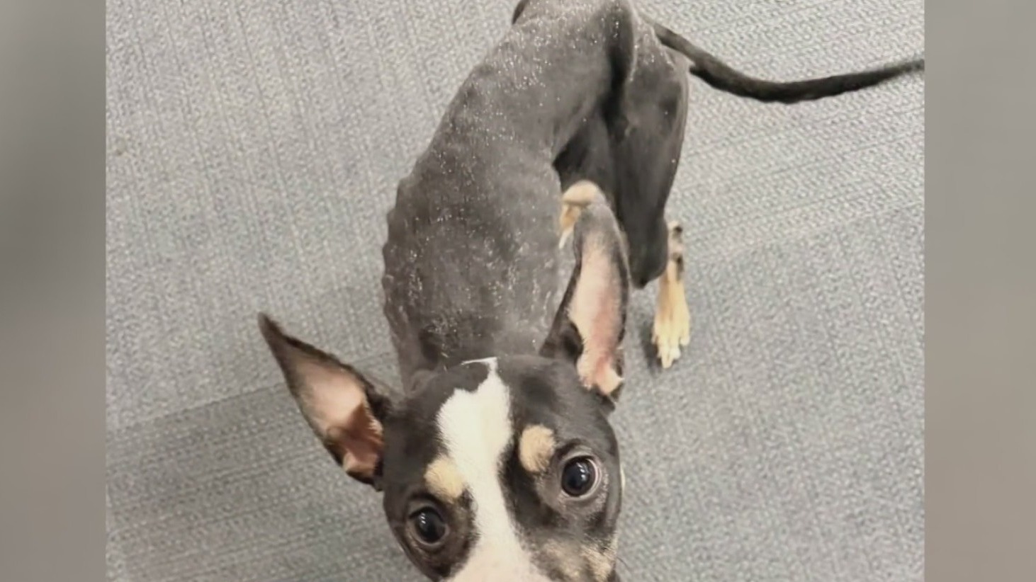Emaciated dog found in West Park on Pittsburgh's North Side