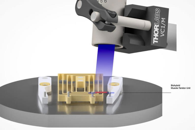 MIT engineers give biohybrid robots a power upgrade with synthetic tendons