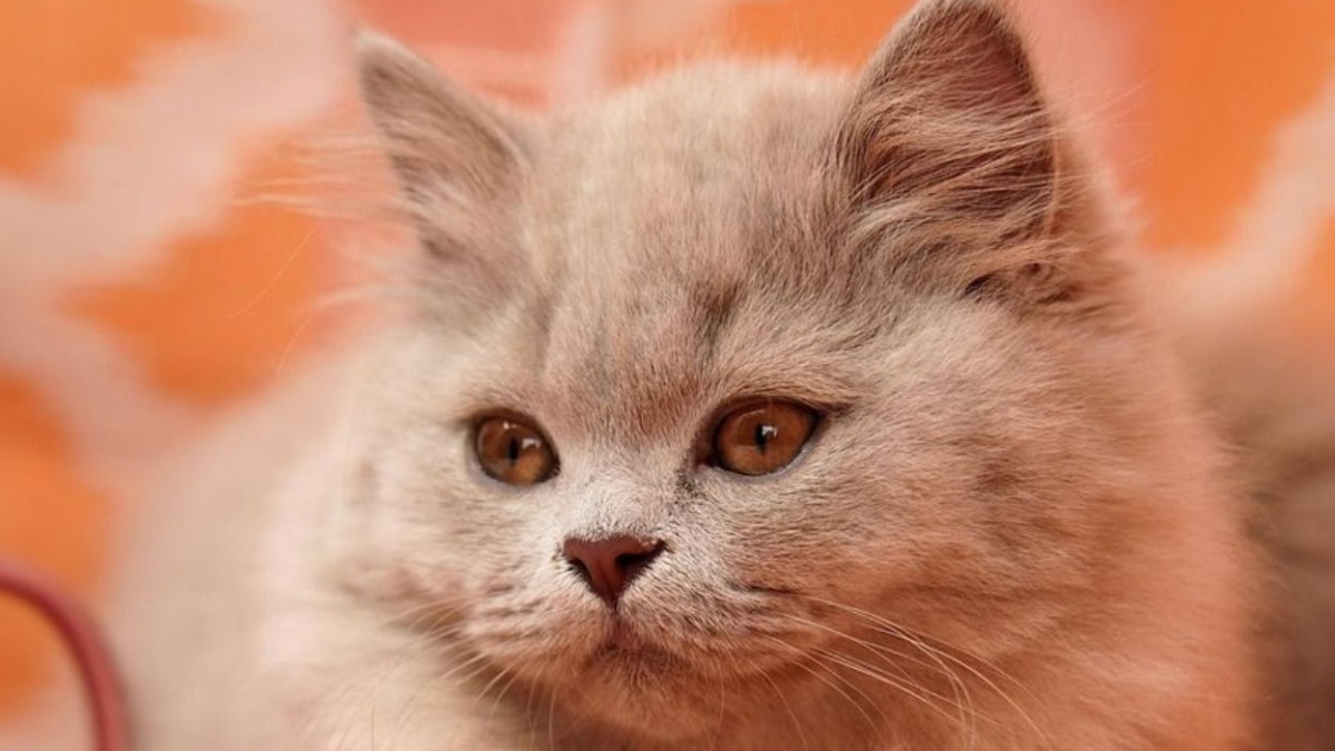 9 signs your cat might be planning an escape