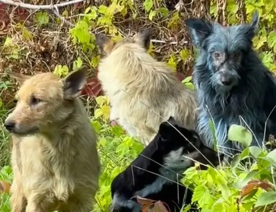 Cães azuis de Chernobyl: cientistas explicam o fenômeno dos cães azuis ...