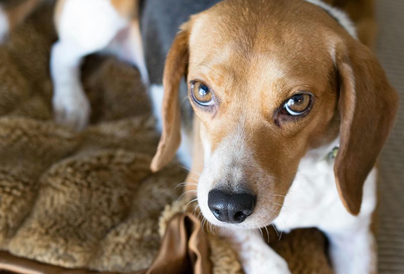 These 14 dogs are regularly topping the lists of worst behaved breeds ever
