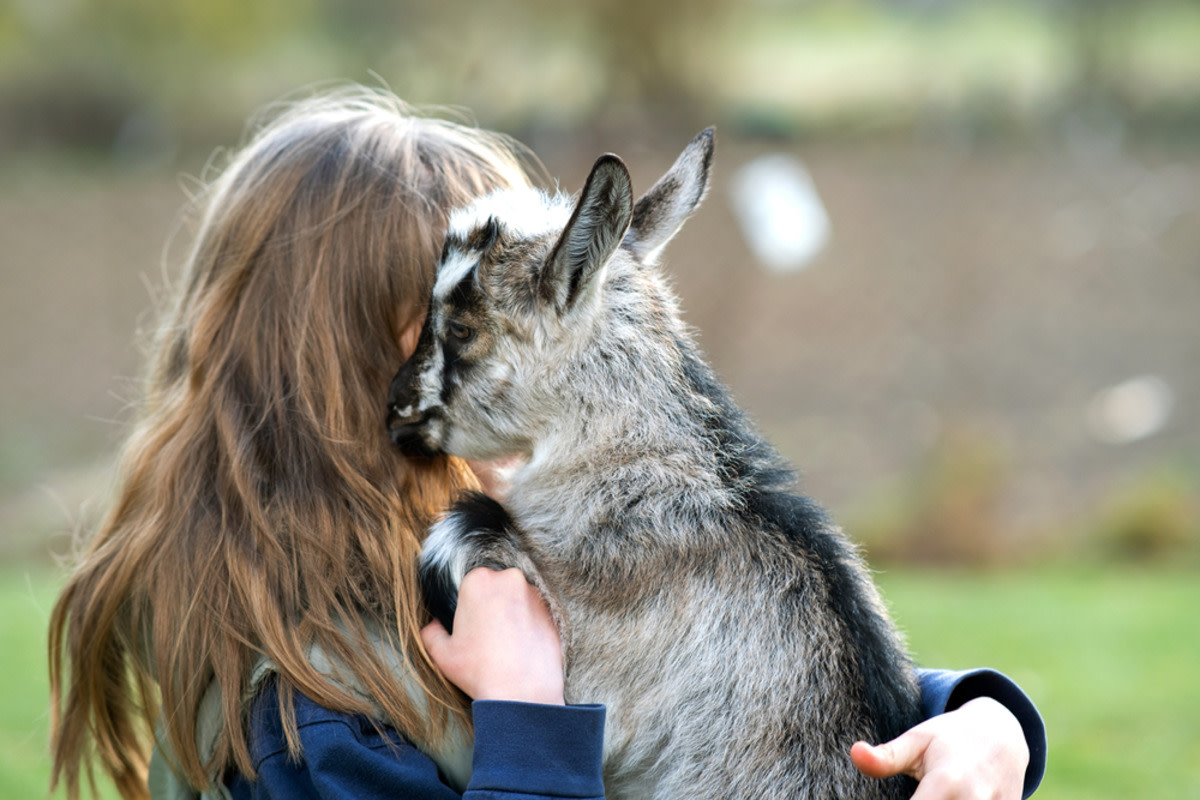 Stage five clinger baby goat makes getting chores done difficult but ...