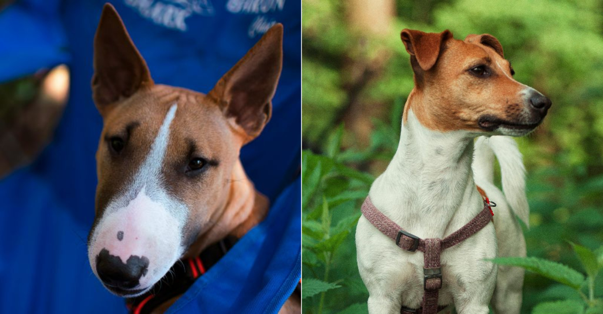 These 14 dogs are regularly topping the lists of worst behaved breeds ever