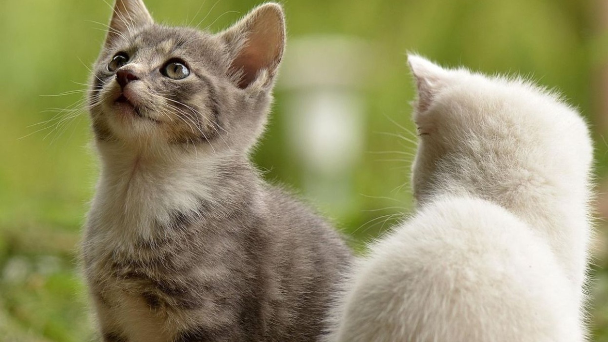 10 things your cat might be copying from you
