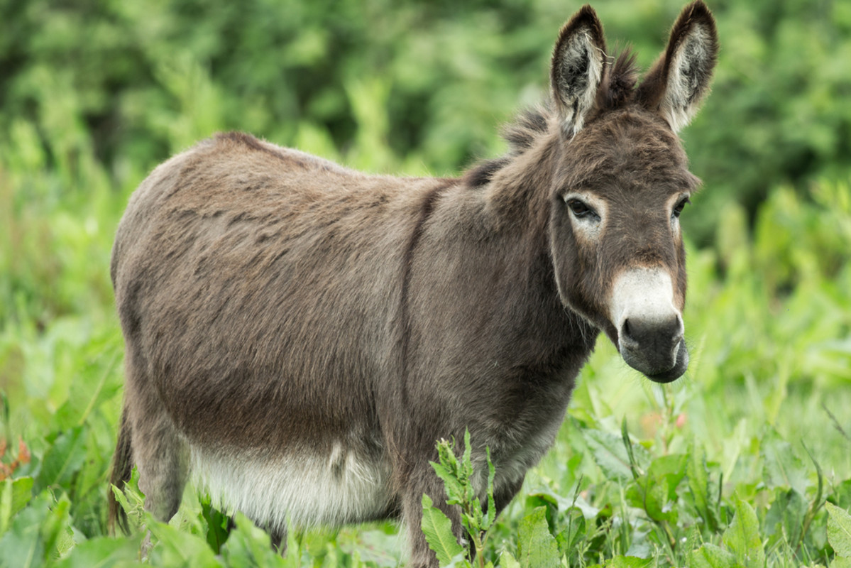 Mini donkey’s funny way of eating proves he’s the ‘goofiest goob’ on ...
