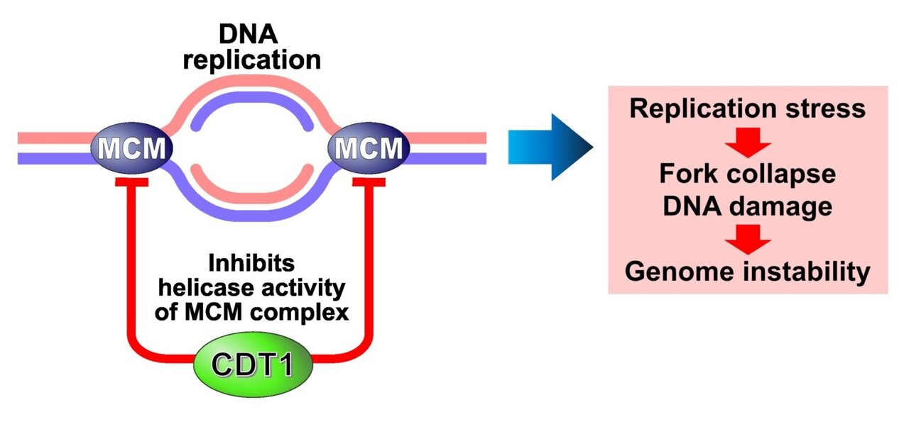 CDT1 overexpression suppresses DNA replication and triggers DNA damage ...