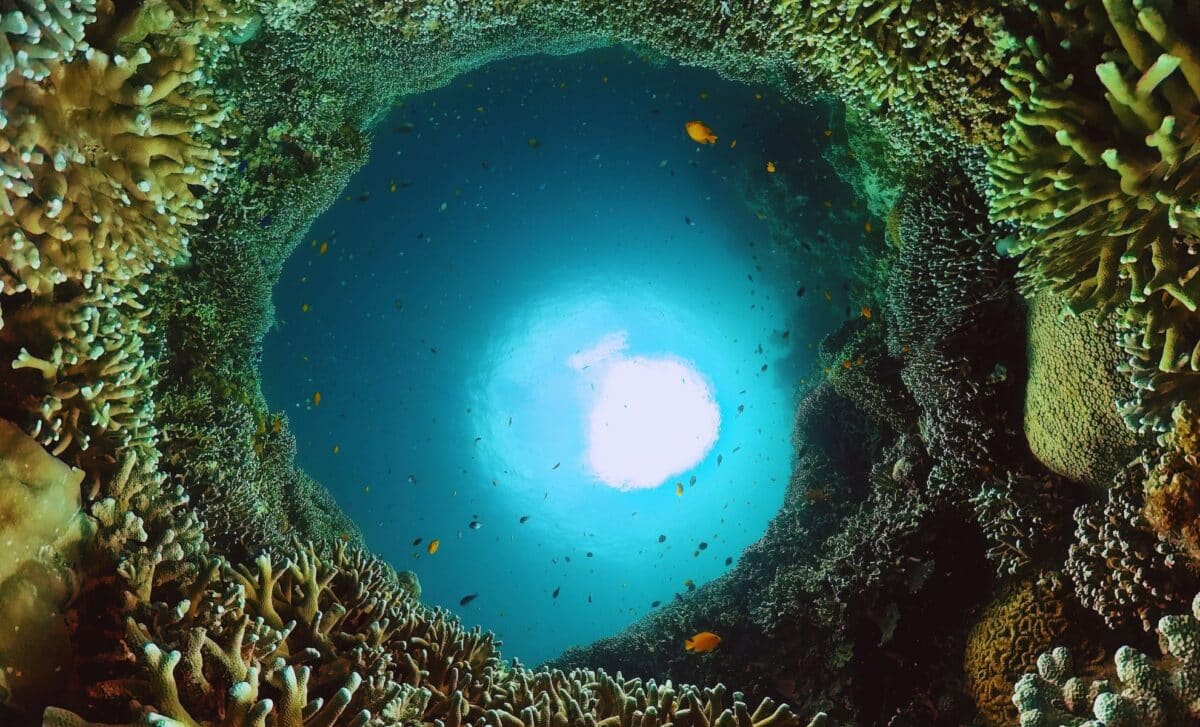 This minuscule fish has a mysterious organ that no one expected