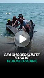 Beachgoers help stranded shark back into the water