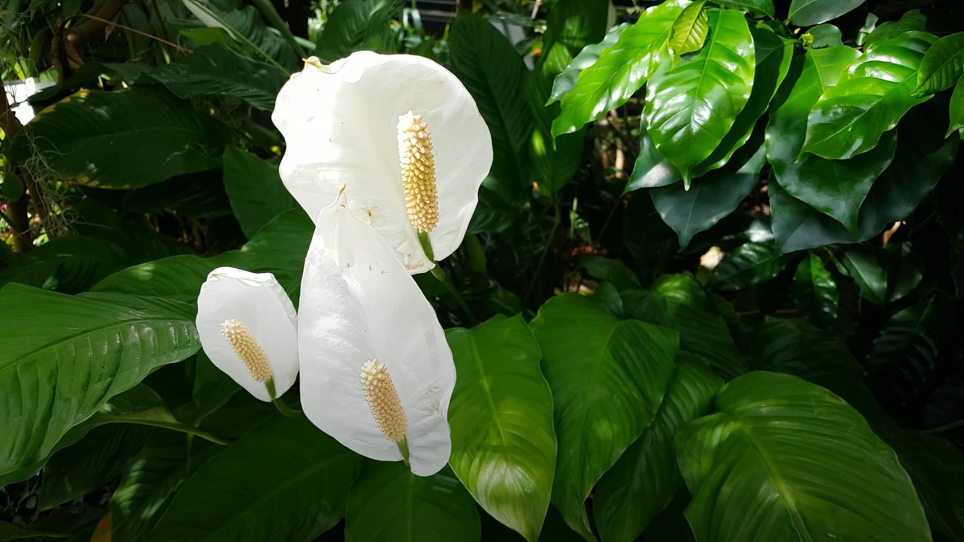 These plants could remove mold from your home