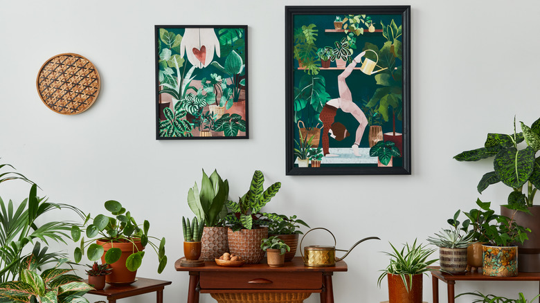 This gorgeous houseplant flourishes even in spots where sunlight rarely ...