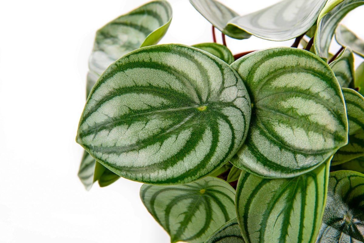 Peperomia houseplant growing guide