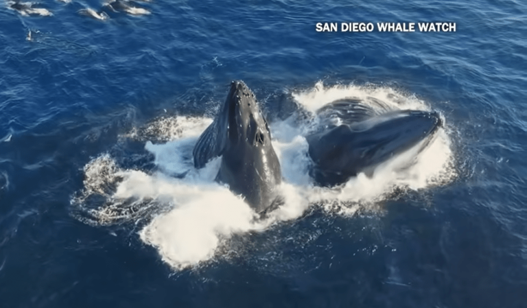 Watch: Humpback whales engage in rare anchovy feed off San Diego coast