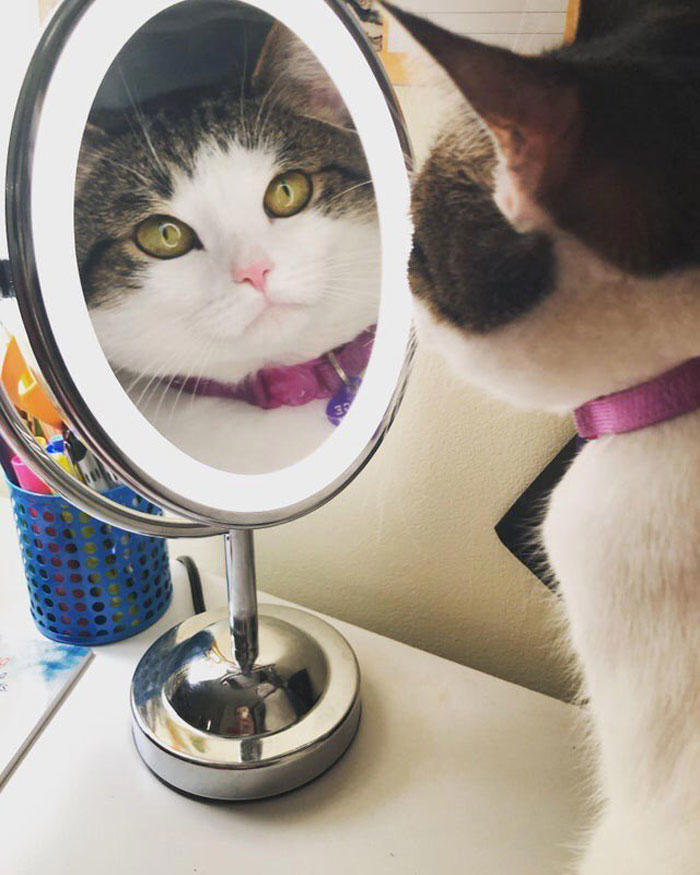 29 pets that discovered mirrors