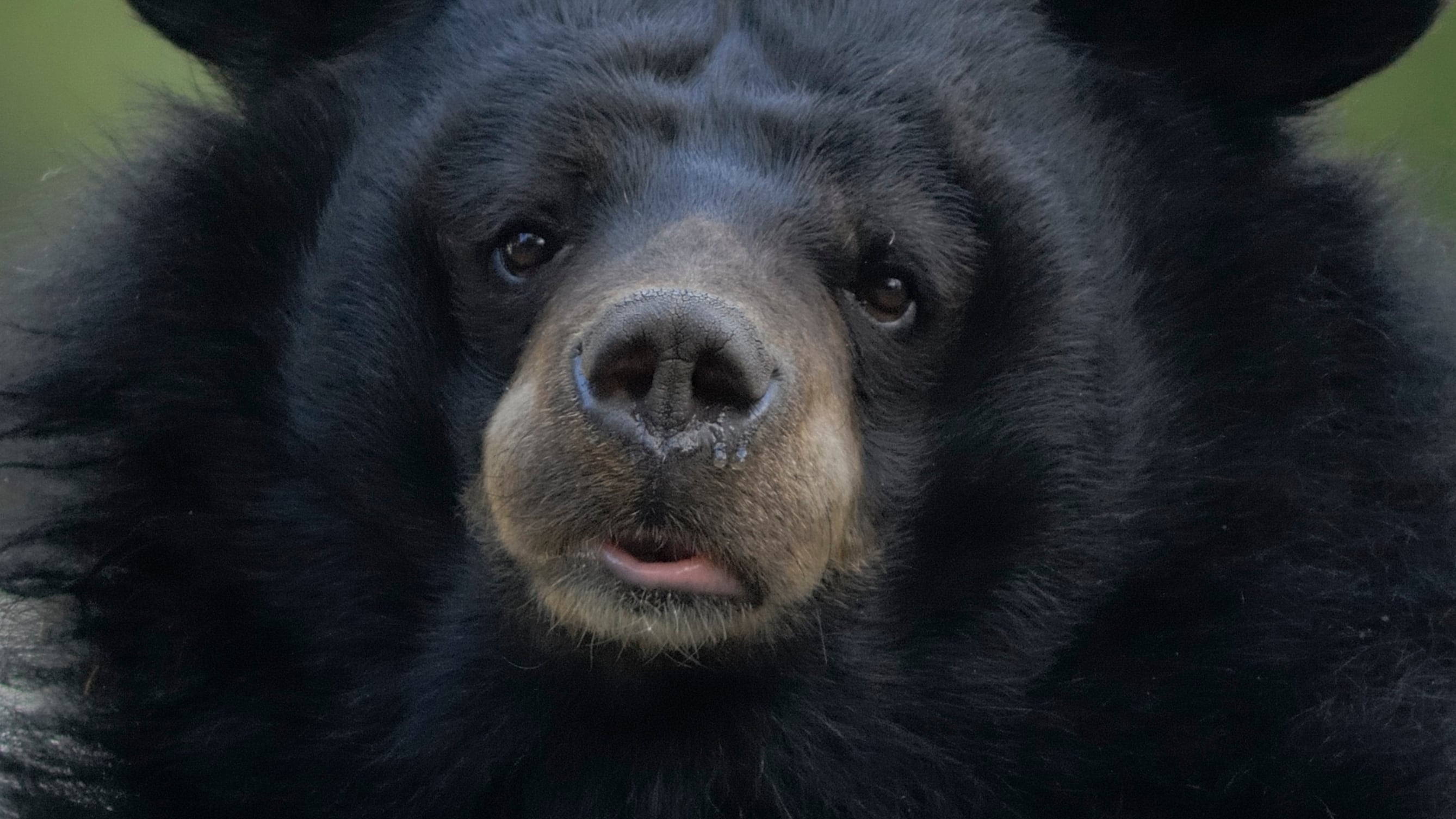 Bear tackles trainer to the ground in scary moment