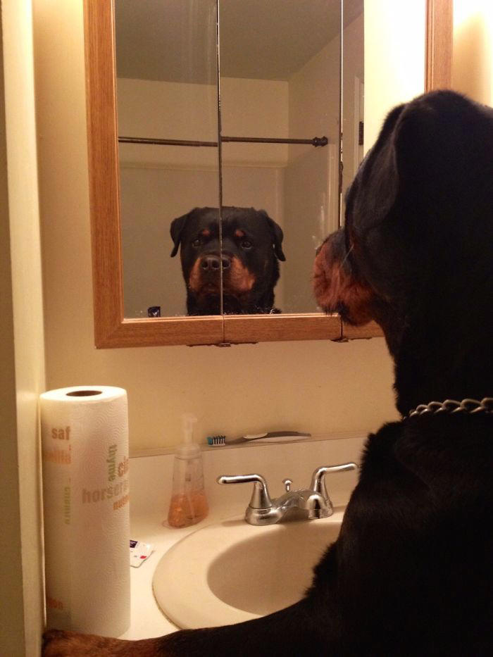29 pets that discovered mirrors