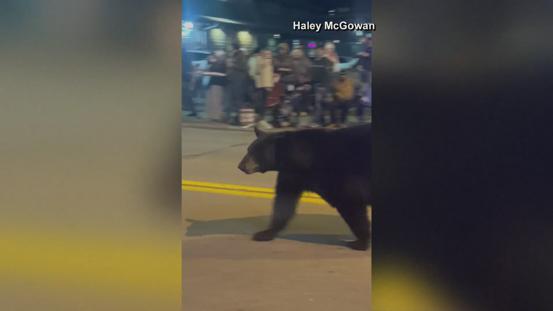 Bear crashes Christmas parade in Tennessee