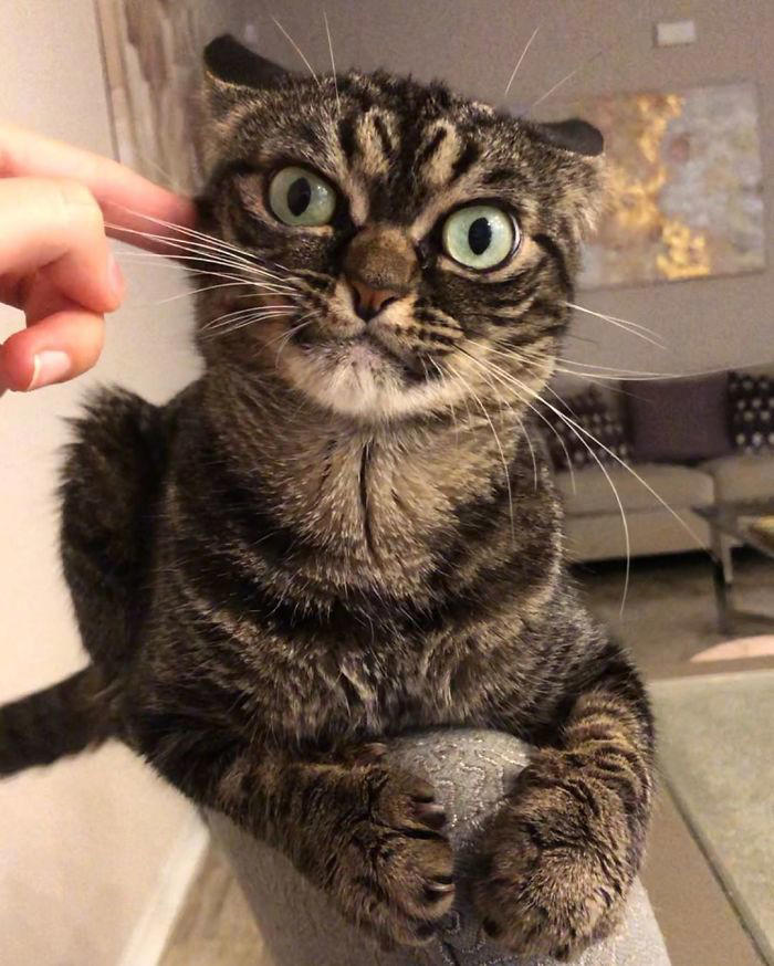 Meet the new grumpy cat called Kitzia that looks even angrier than her ...