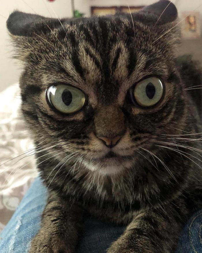 Meet the new grumpy cat called Kitzia that looks even angrier than her ...