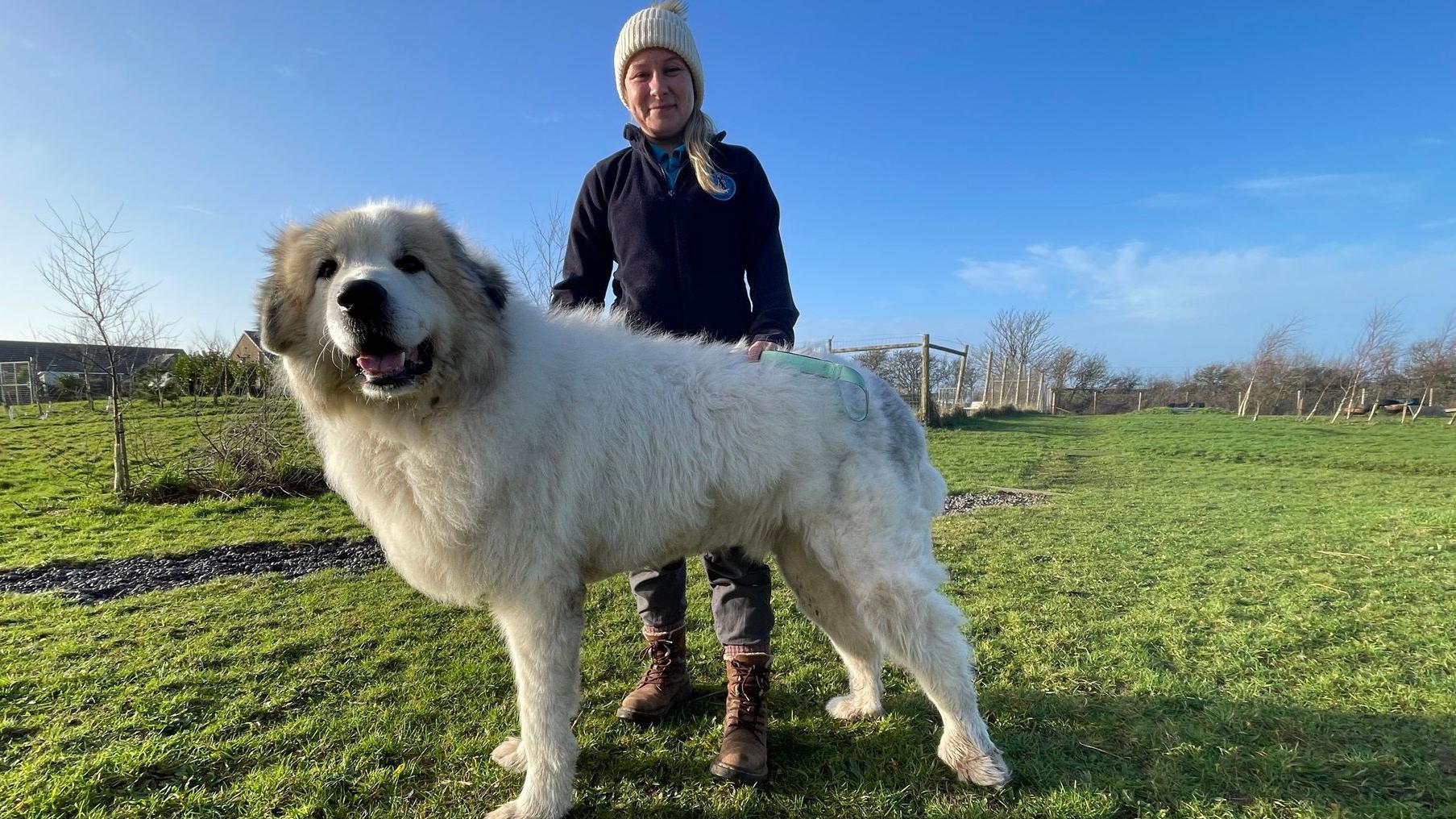 'Lovable giant' looking for forever home
