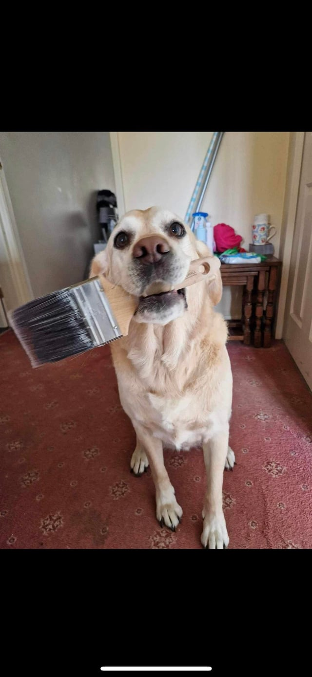 24 wholesome pics of dogs working hard or hardly working
