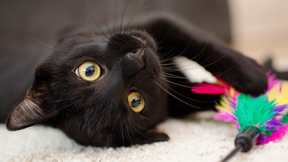 7 señales de que tu gato te aprecia y te está diciendo gracias