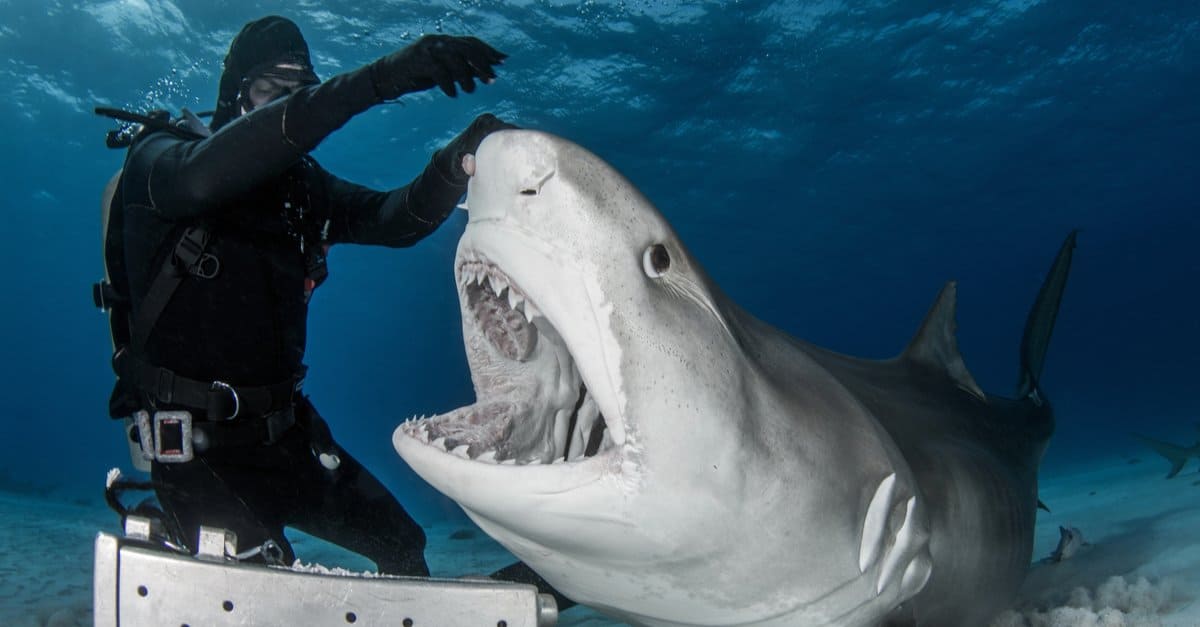 10 sharks you can spot off the coast of Texas