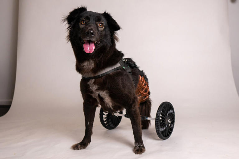 2-legged dog who waited 2 years for a home is returned to shelter and ...