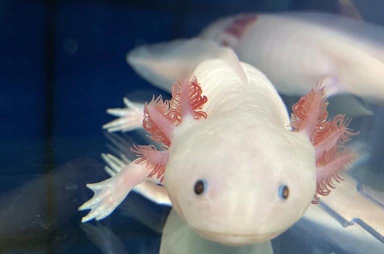 Axolotls regenerate functional thymus after complete removal