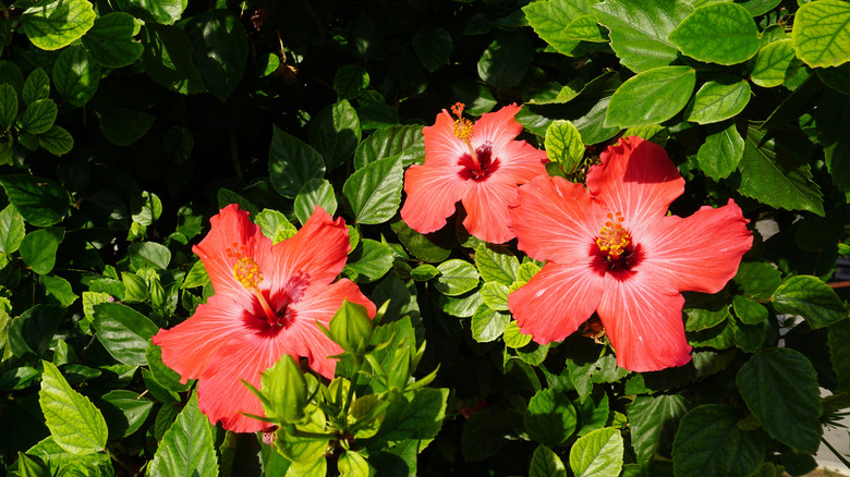 20 plants that look similar to hibiscus for a low-maintenance tropical vibe