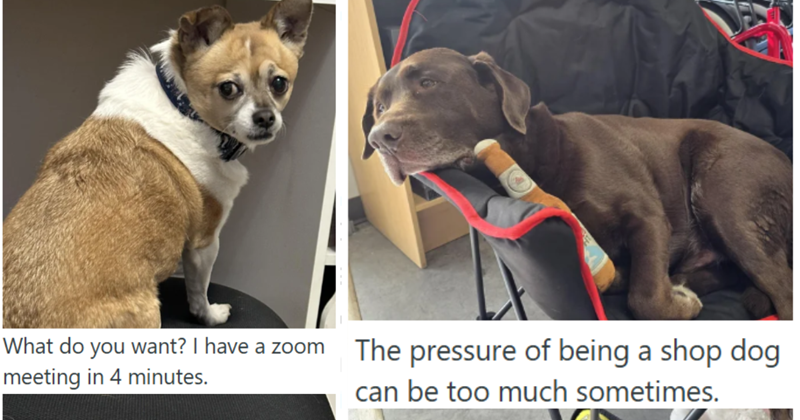 24 wholesome pics of dogs working hard or hardly working