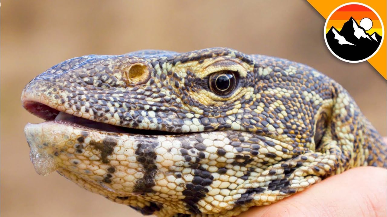 Catching a monitor lizard
