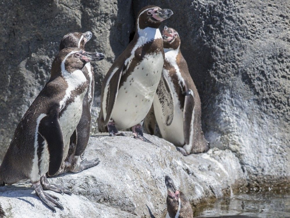 After zoo penguin swallows coin, guests asked to be careful when ...