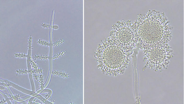 Parasitic fungus may have emerged 18 million years before the ants with ...