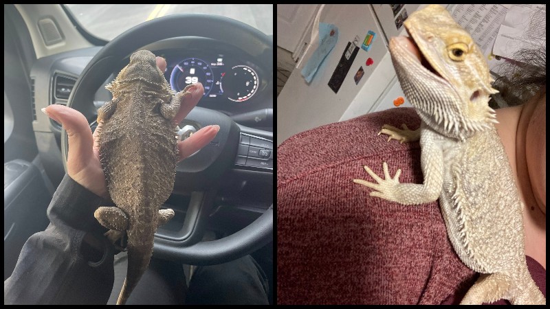 Abandoned bearded dragon rescued from empty Richmond apartment