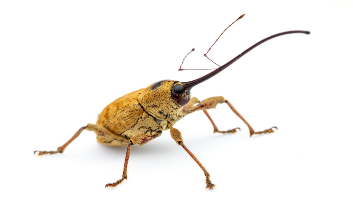 UofM researchers rediscover weevil believed to be extinct thanks to ...